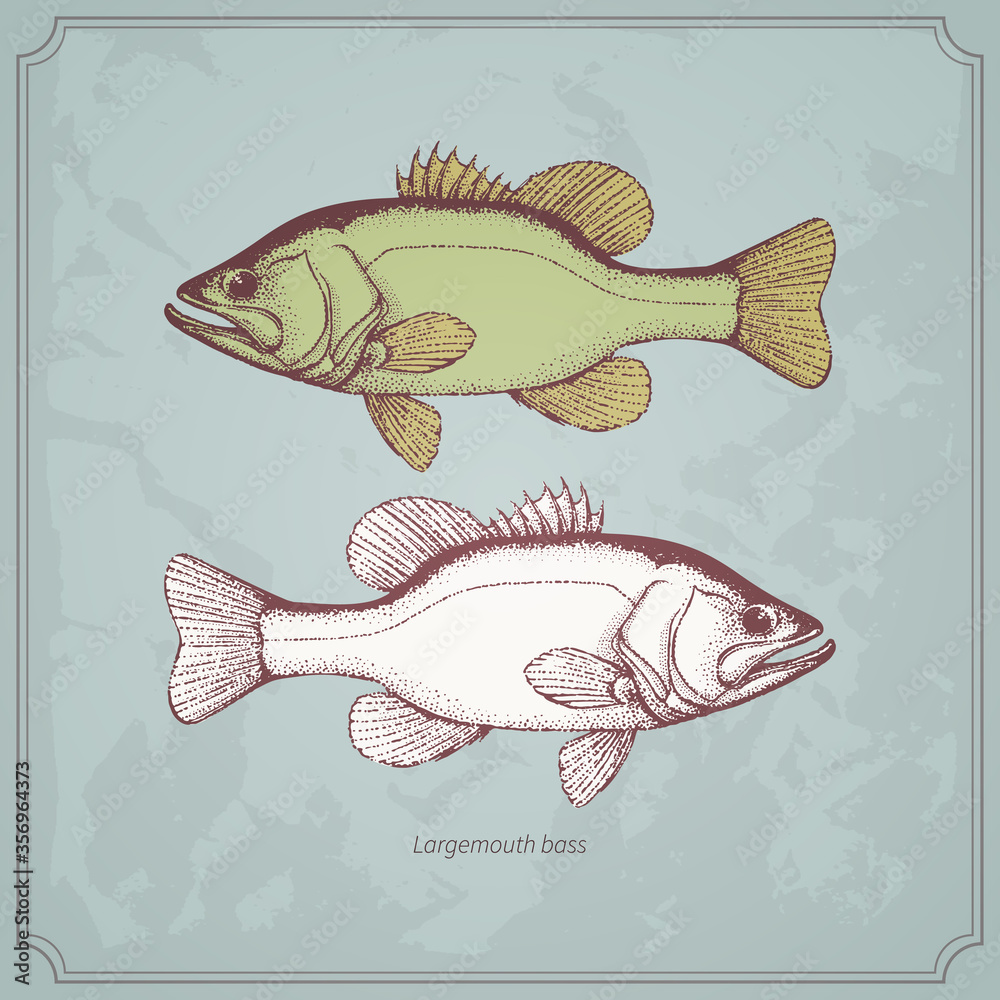 Largemouth bass hand drawn vintage vector illustration. Isolated on ...