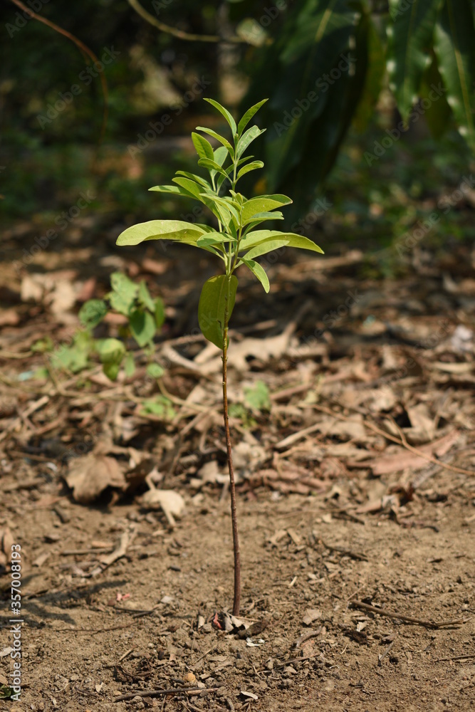 Photo Stock Santalum Album Sandalwood Chandan New Young Plant Seedling ...
