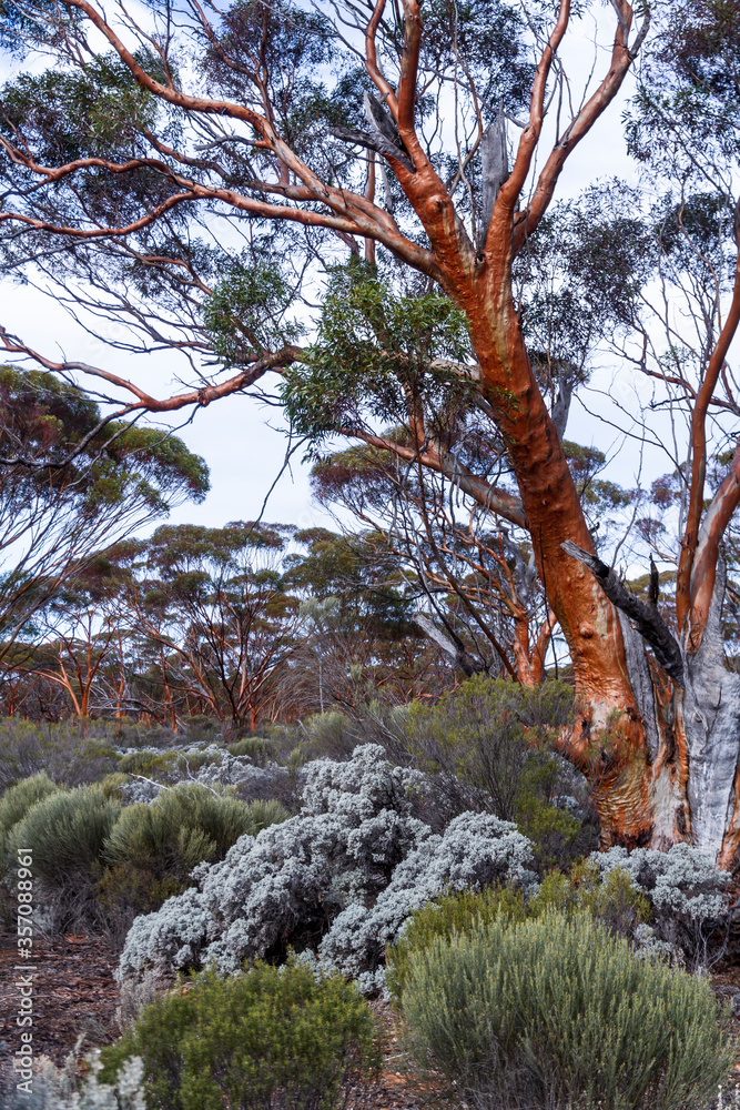 The unique and endemic Goldfields woodlands of Western Australia Stock ...