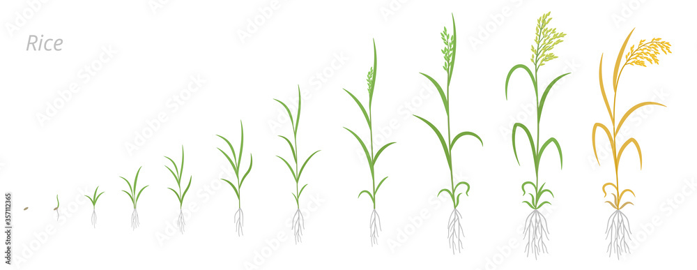 Rice plant growth stages development. Oryza sativa. Cereal grain ...