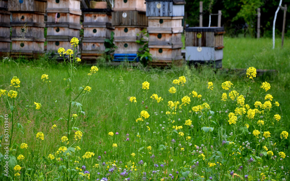Sinapis alba flower is an undemanding, annual, medium-tall, yellow ...