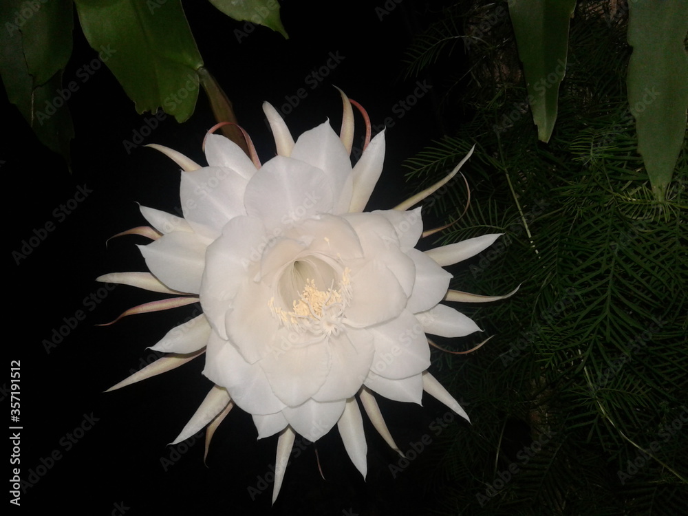 Stock-Foto „This is the most expensive flower in world.The KADUPUL ...