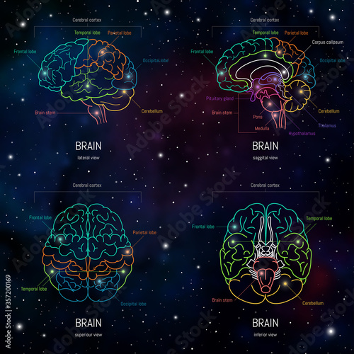 Neuroscience infographic on space background. Human brain lobes and ...