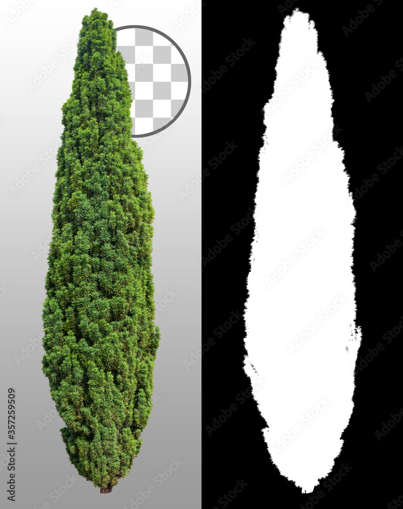 Conifer. Cut out pine tree isolated on transparent background via an ...