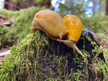 Banana Slug Free Stock Photo - Public Domain Pictures