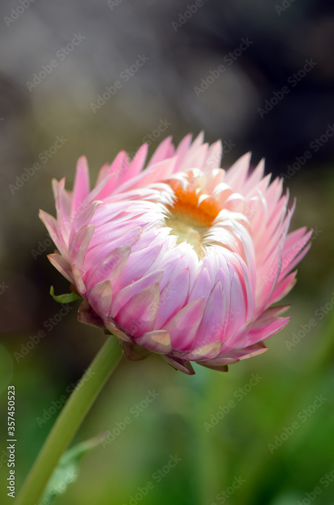 Australian native pink and white everlasting daisy flower; Xerochrysum ...