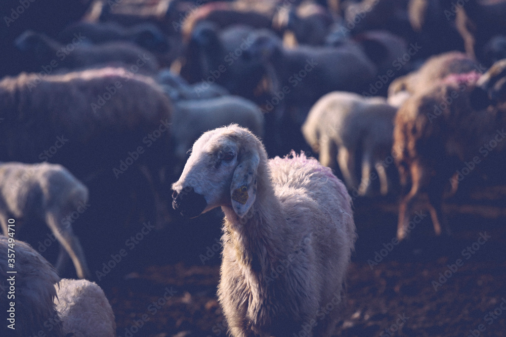 Стоковое фото «Sacrificial sheep herd is patrolling in nature and ...