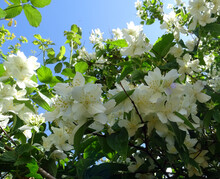 Seringa Tree With Yellow Seeds Free Stock Photo - Public Domain Pictures