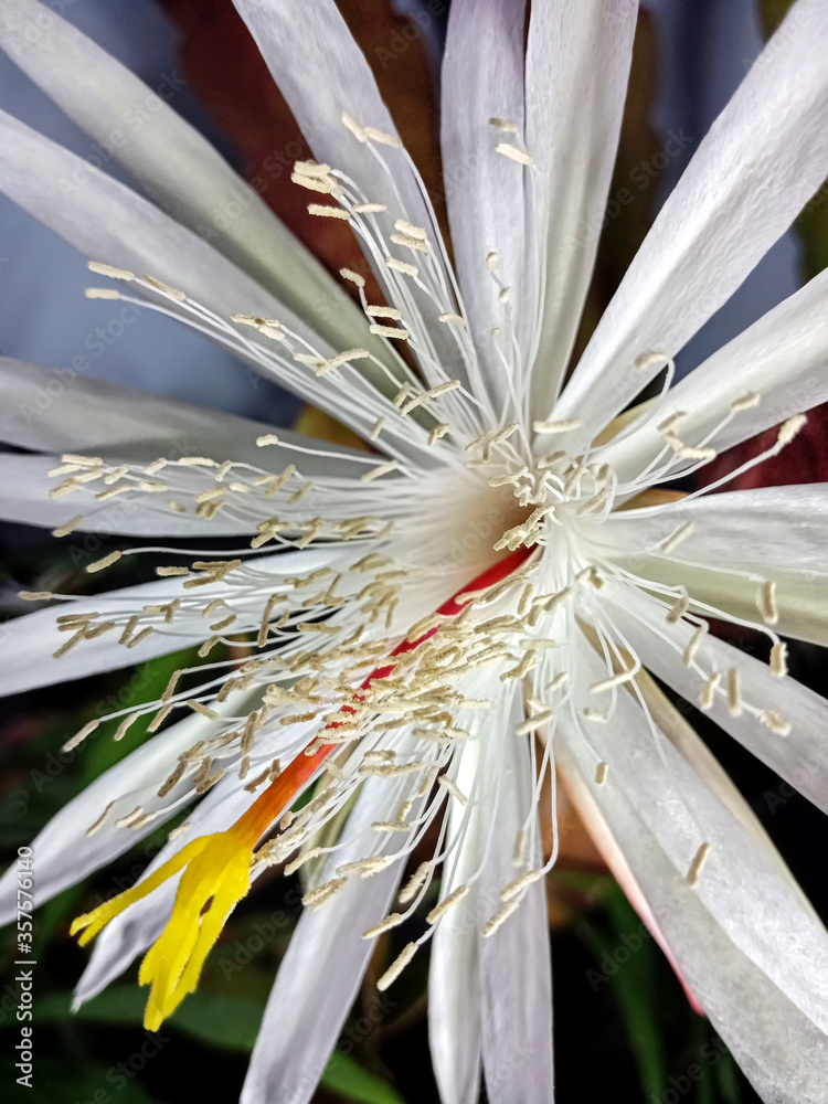 Detail close up and vibrance colors of the blooming Wijaya Kusuma ...