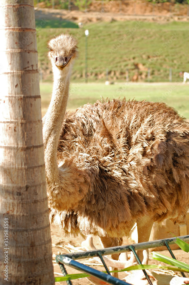 Ostrich at Baluarte zoo in Vigan, Ilocos Sur, Philippines Stock Photo ...