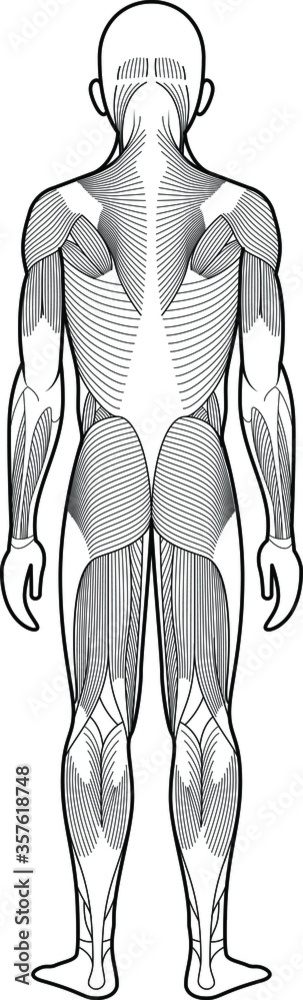 Stylized anatomy diagram showing major muscle groups. Shown from the ...