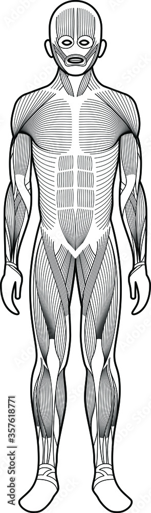 Stylized anatomy diagram showing major muscle groups. Shown from the ...