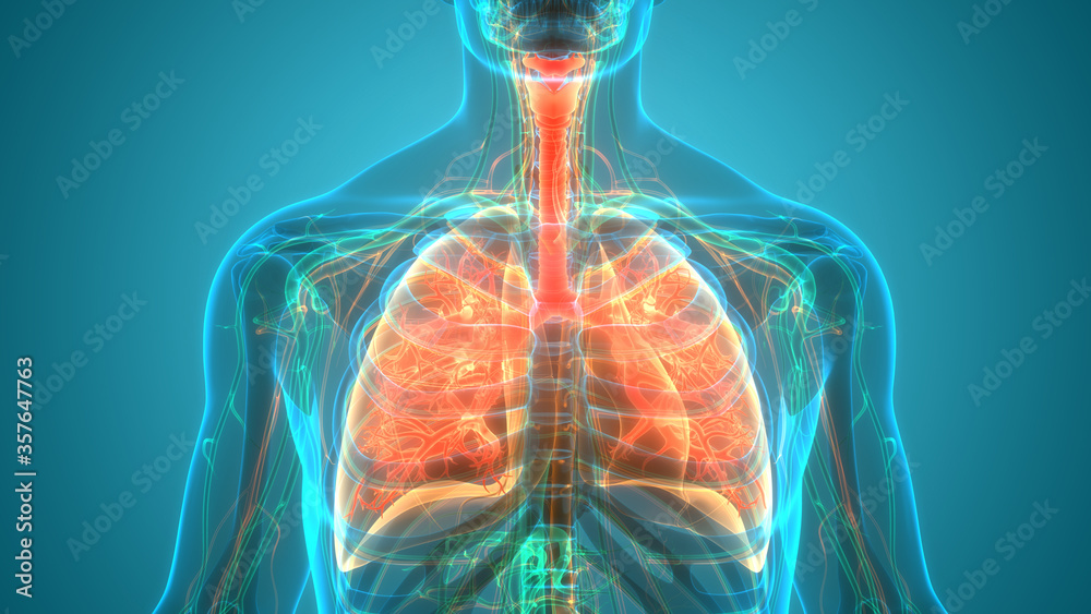Human Respiratory System Lungs Anatomy Stock Illustration | Adobe Stock