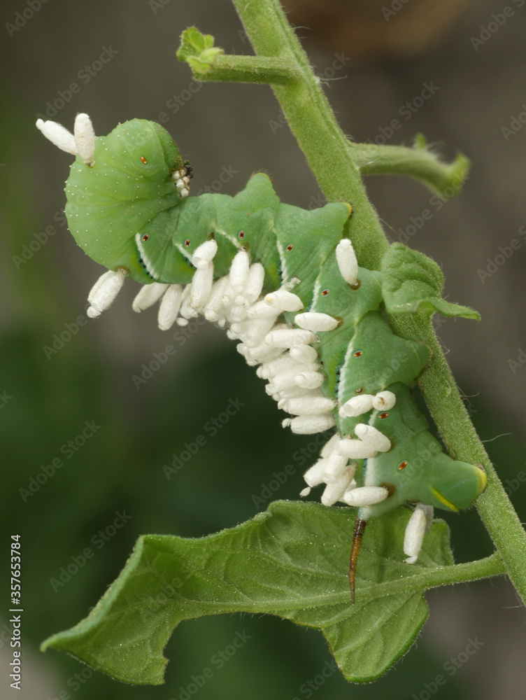 Photo Stock A tobacco hornworm (Manduca sexta) that has been host to ...
