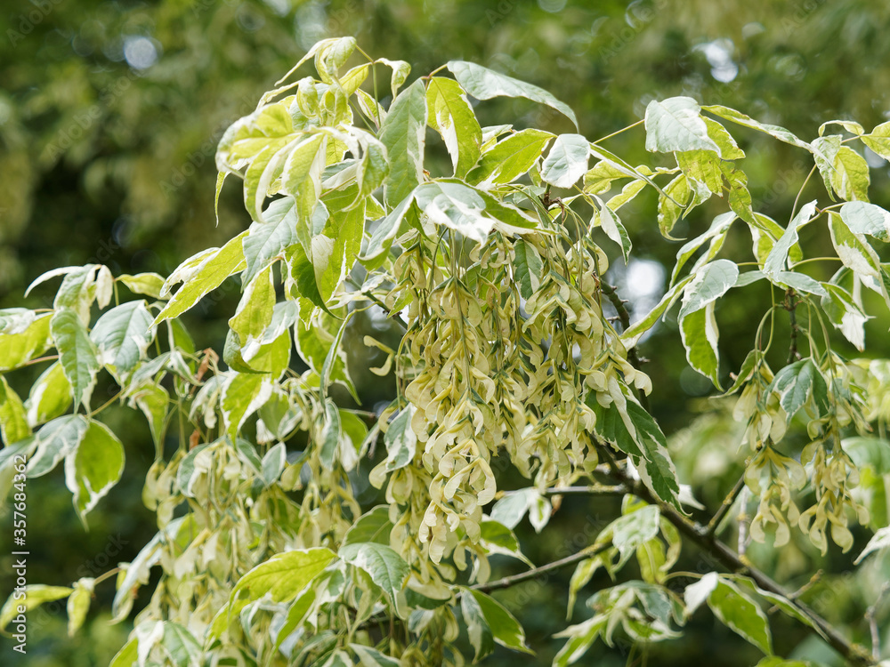 Acer negundo 'Variegatum' - Erable panaché 'variegata' aux feuilles ...