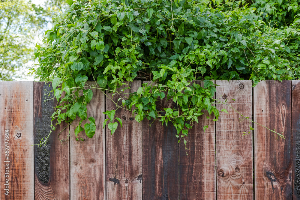 Newly installed wooden fence, after being creosoted. A large bush can ...