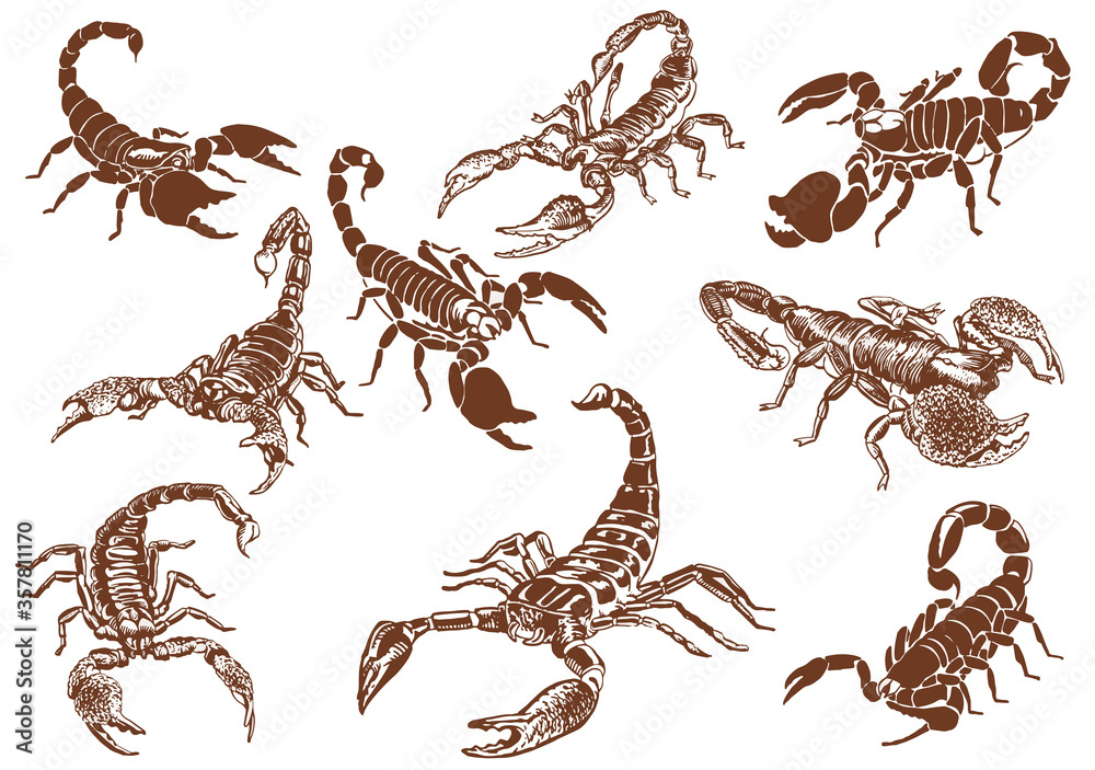 Graphical vintage set of scorpions ,vector illustration for tattoo ...