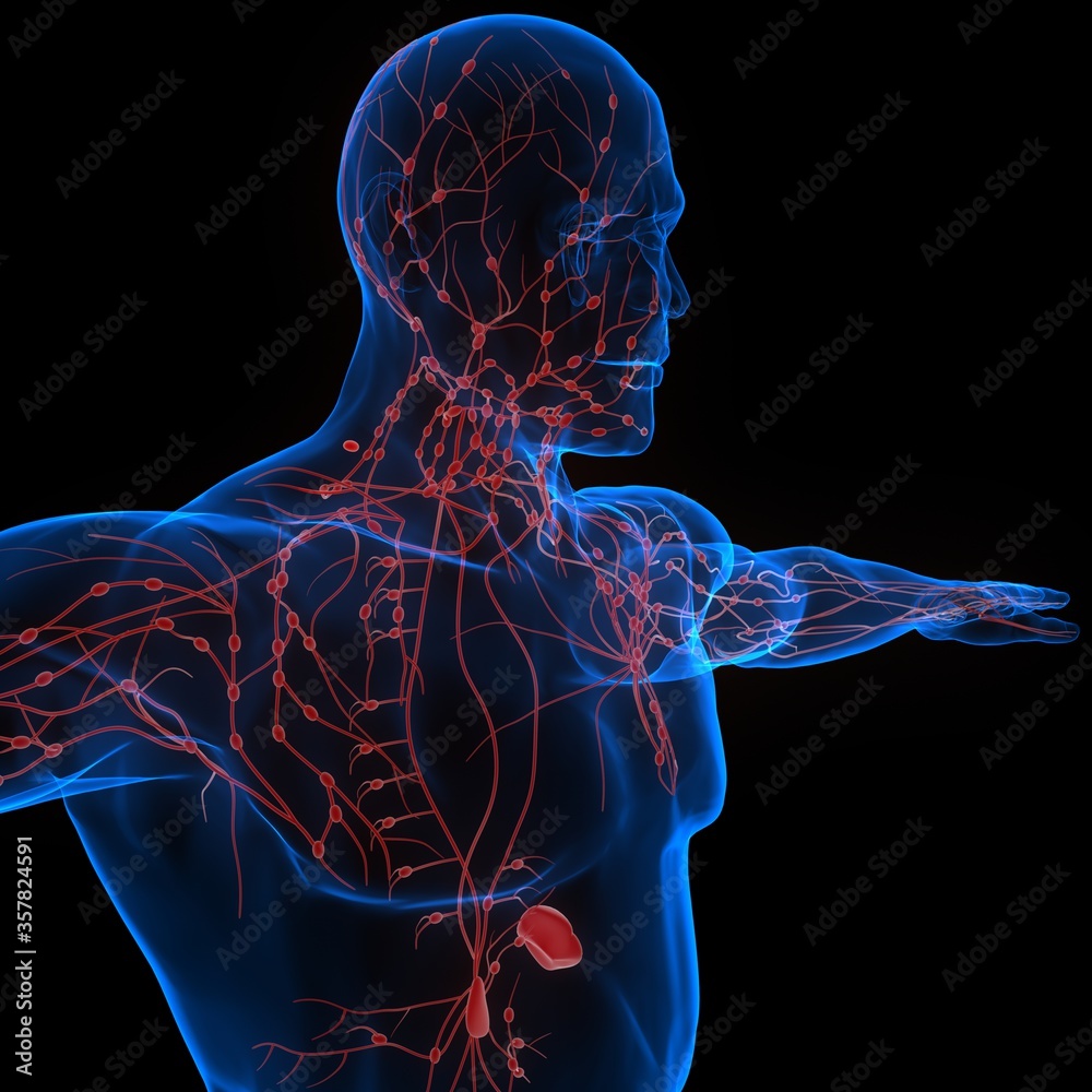 Human Internal system Lymph Nodes Anatomy Stock Illustration | Adobe Stock