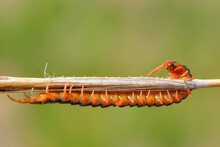 Red Centipede On Ground Free Stock Photo - Public Domain Pictures