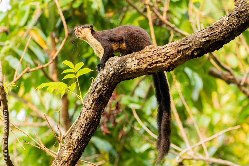 selective focus image of an Indian giant squirrel also known as Malabar ...