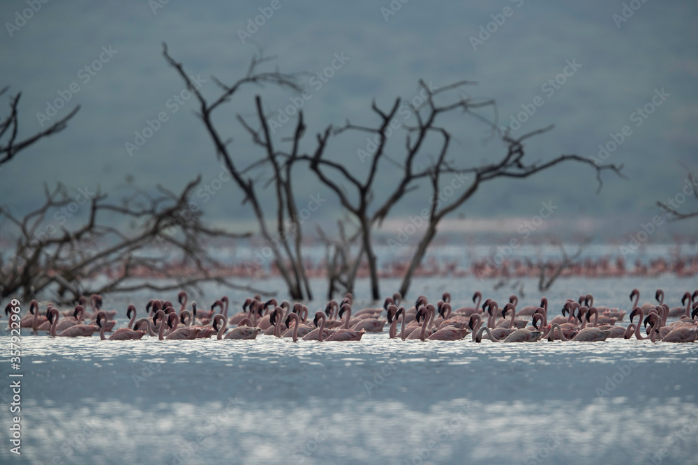 Lesser Flamingos wading at Lake Bogoria with dead trees at the backdrop ...