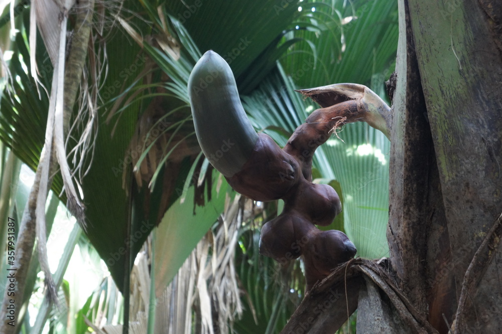 male fruit of the seychelles palm coco de mer Stock Photo | Adobe Stock