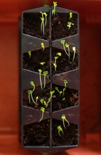 Chinese Cabbage Shooting Seed Free Stock Photo - Public Domain Pictures