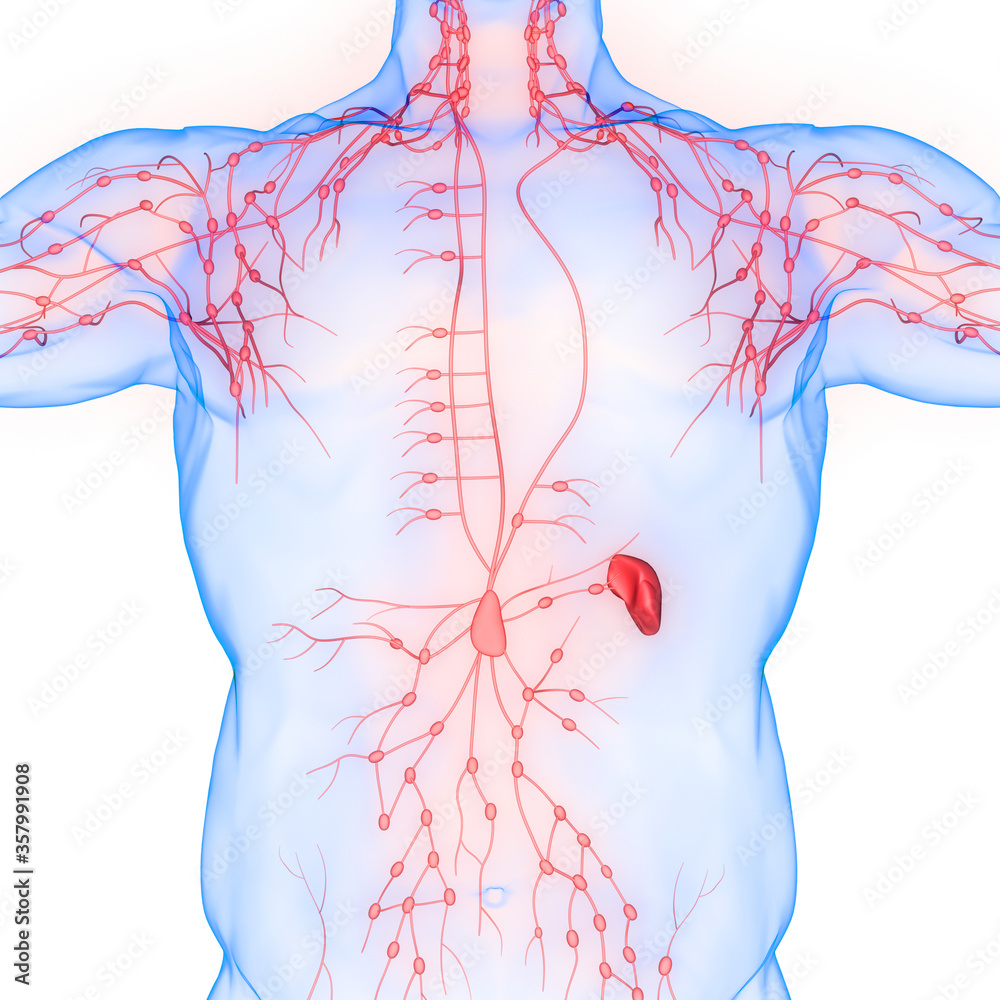 Human Internal system Lymph Nodes Anatomy Stock Illustration | Adobe Stock