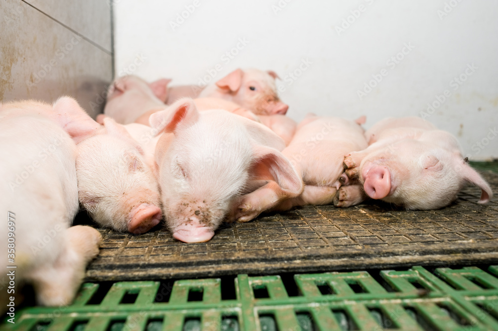 Pig farming is the raising and breeding of domestic pigs as livestock ...