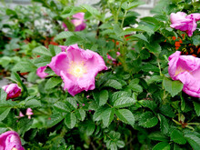Red Dog Rose, Rose Macro Photograph Free Stock Photo - Public Domain ...