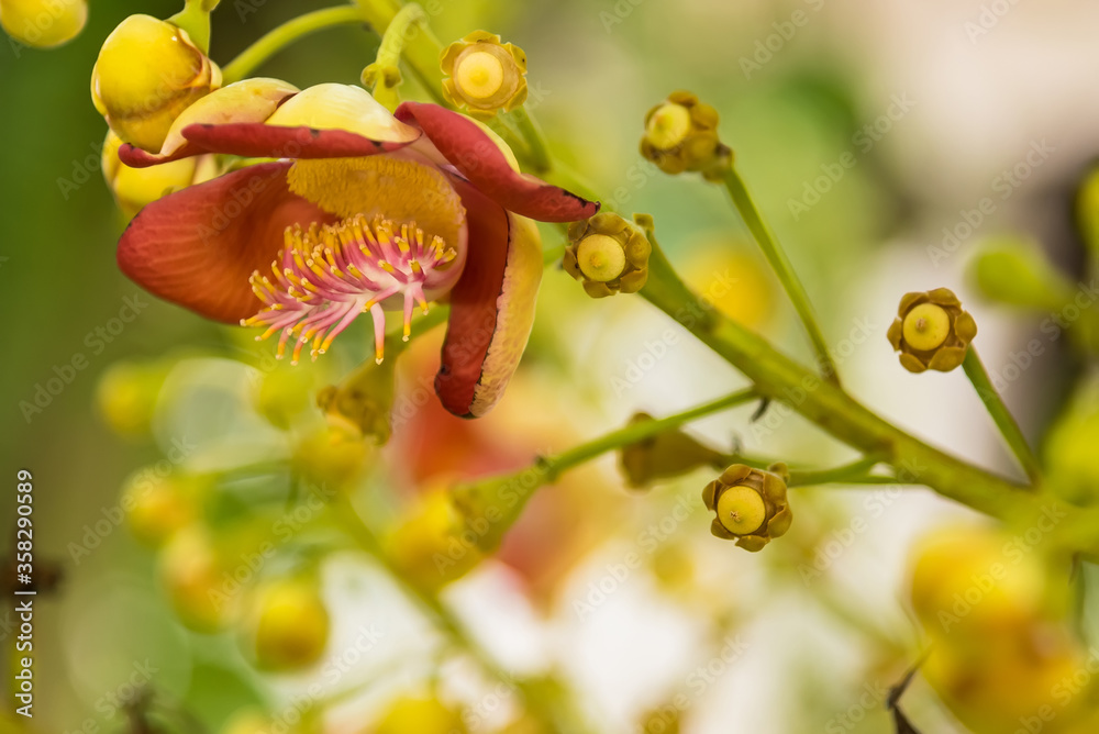 Fotografie shorea robusta flowers also know as Sakhua or Shala is a ...