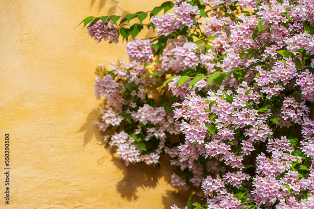 Linnaea amabilis. Kolkwitzia amabilis or beauty bush. Gorgeous ...