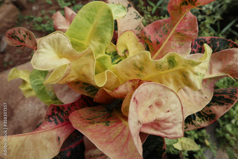 red and yellow leaves. fire croton, garden croton, or variegated croton ...