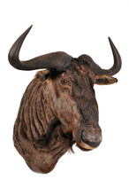 Wildebeest Head And Shoulders Free Stock Photo - Public Domain Pictures
