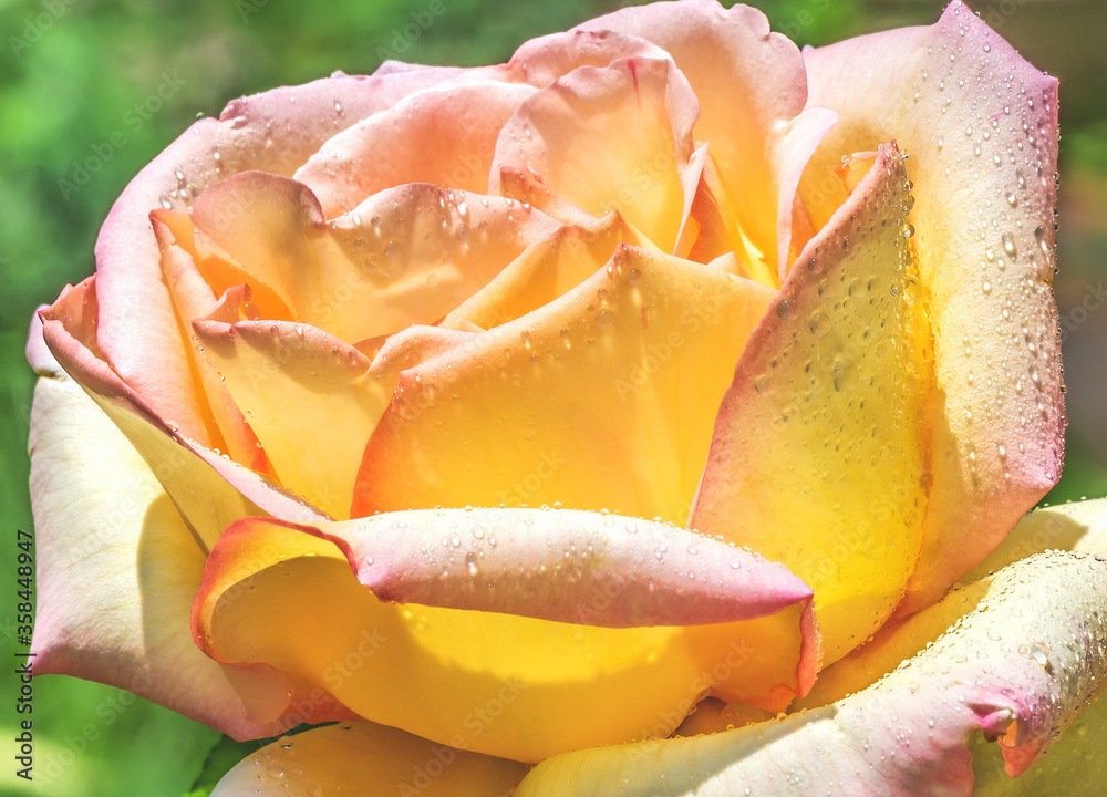 Beautiful hybrid tea rose with raindrops on the petals. In Germany, her ...