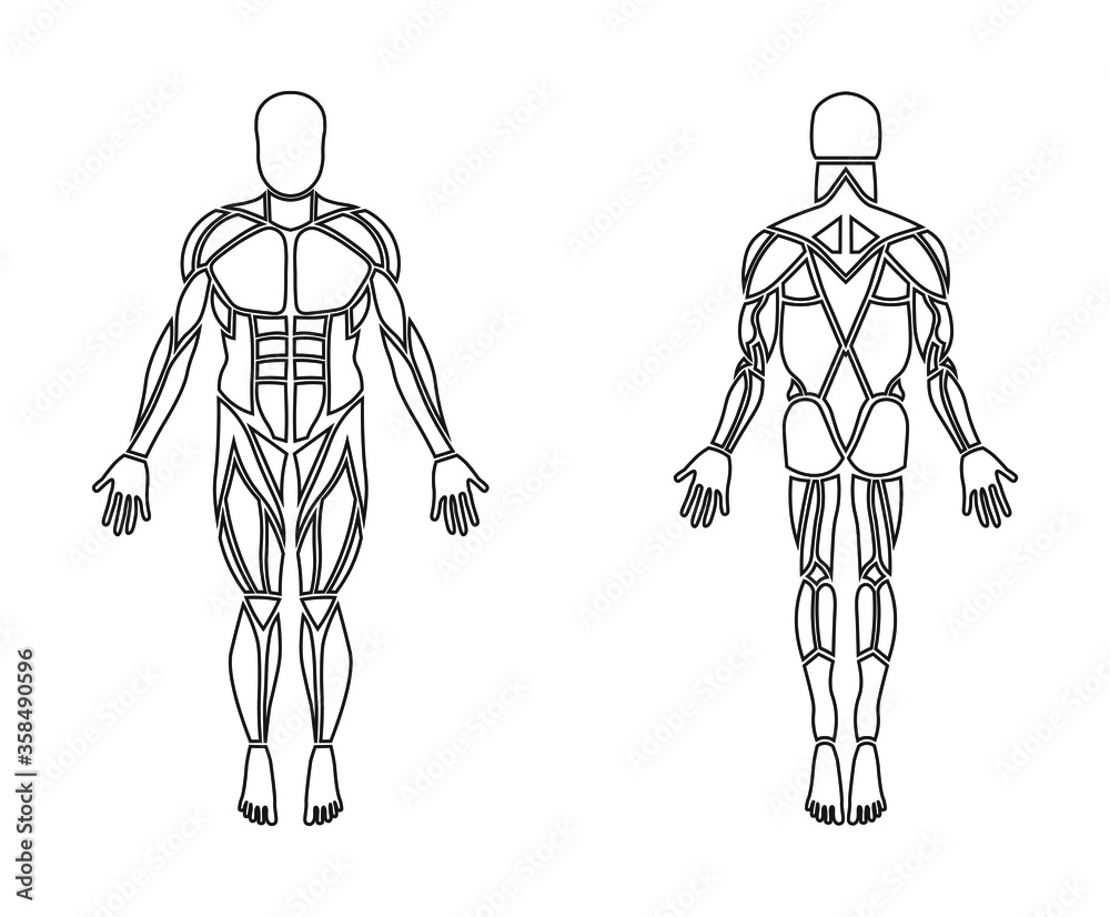 Simple front and back muscle groups anatomy line art vector with fully ...