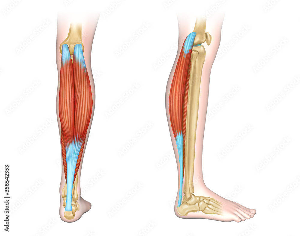 Calf muscles diagram Stock Illustration | Adobe Stock