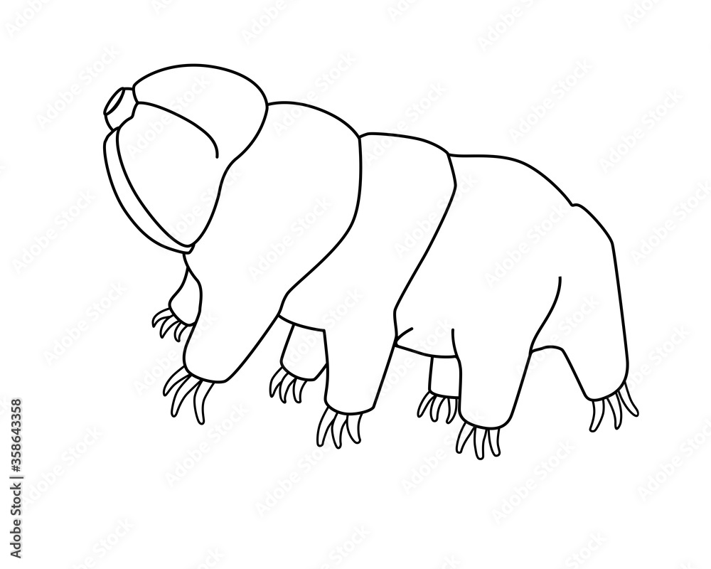 Tardigrades - vector linear picture for coloring with a microscopic ...