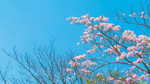 Blue Pink Flower Background Free Stock Photo - Public Domain Pictures