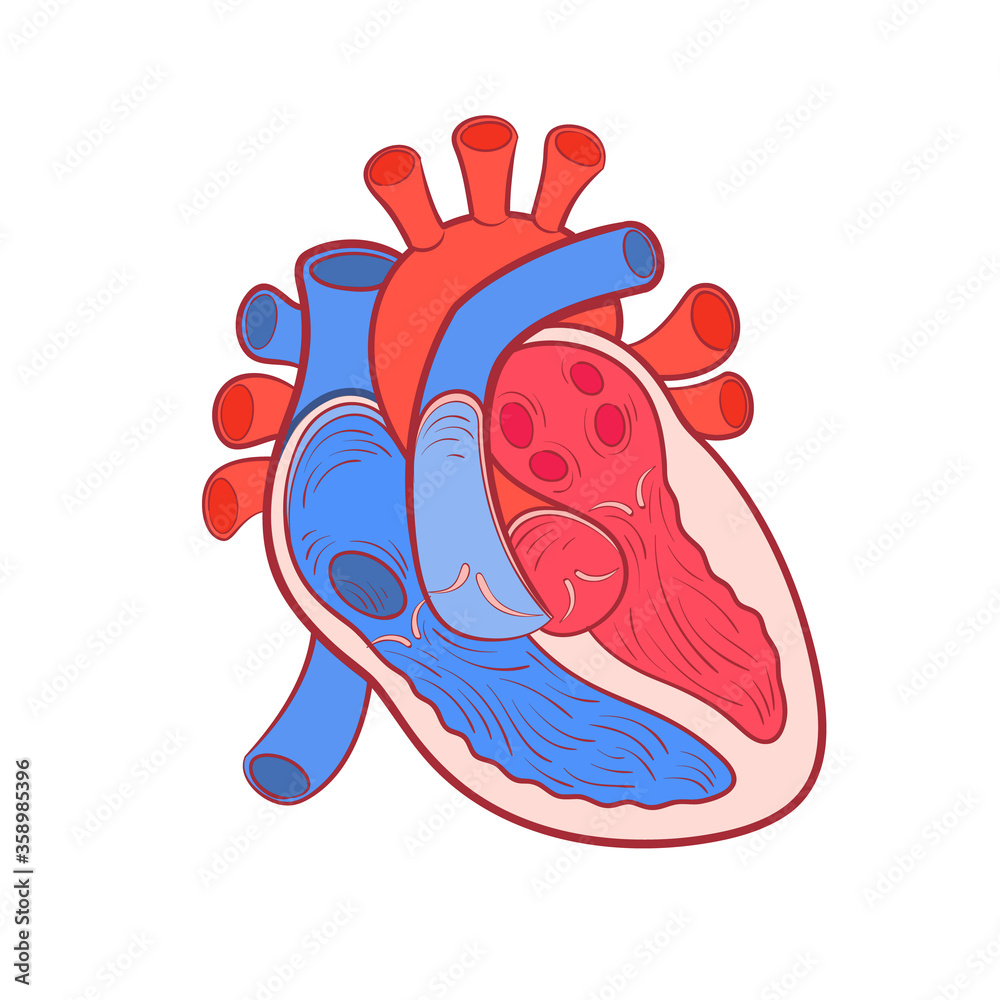 heart anatomy outline vector illustration Stock Vector | Adobe Stock