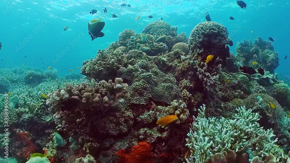 Tropical fishes and coral reef at diving. Beautiful underwater world ...