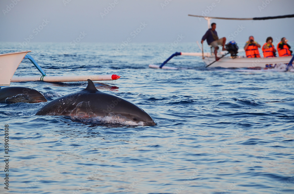 Dolphin watching during the sunrise time at Sanur, Bali. Lovina beach ...