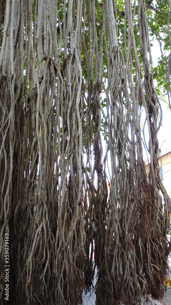 Ficus benghalensis, commonly known as the banyan, banyan fig and Indian ...