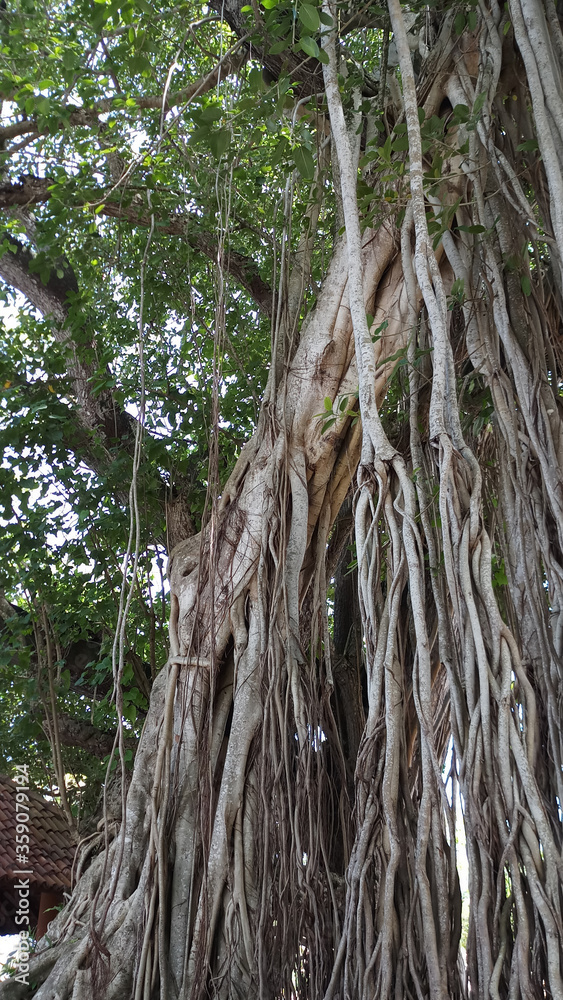 Ficus benghalensis, commonly known as the banyan, banyan fig and Indian ...