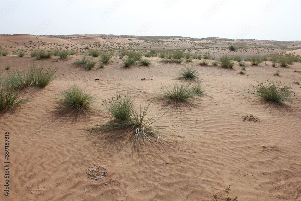 Hot and arid desert sand dunes terrain in Sharjah emirate in the United ...