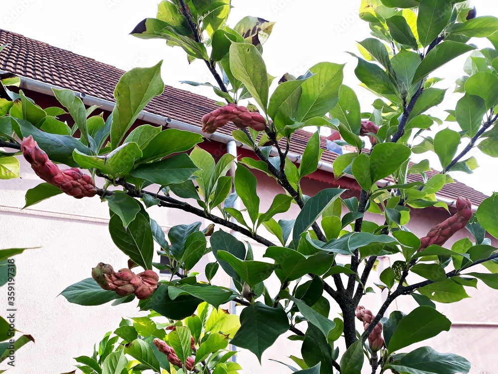 Branches of Magnolia tree, Magnolia Grandiflora, commonly called ...