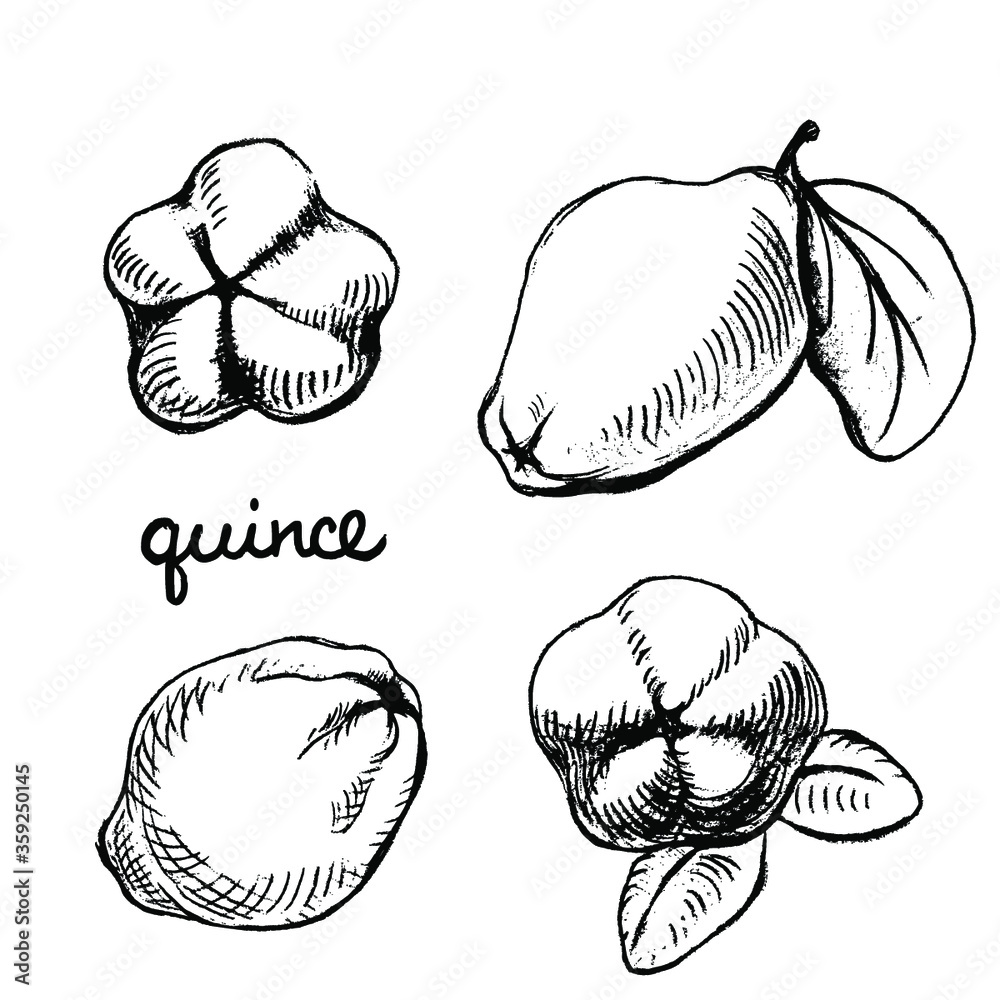 Quince. Black line pencil sketch collection of fruits and berries ...