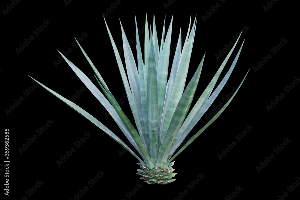Agave plant isolated on black background. clipping path. Agave plant ...