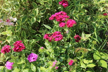 Red Dianthus Flower Close-up Free Stock Photo - Public Domain Pictures