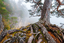 Tree Growing From A Rock Free Stock Photo - Public Domain Pictures